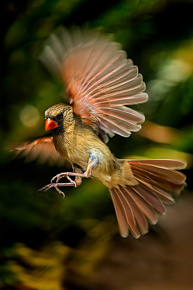 We have a winner! Announcing the prize-winning photographer in the IR ...