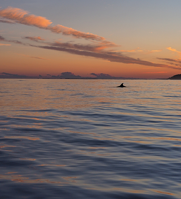 Caffeine Priority: Chasing dolphins at dusk with the Olympus E-M10 II ...