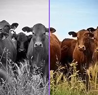 Learning to color: Can artificial intelligence accurately colorize your ...