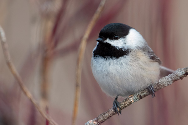 Nikon D5600 Field Test: Compact DSLR offers great image quality and ...