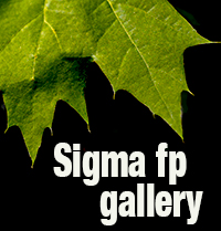Sigma fp Gallery: World’s smallest full-frame camera begins its journey ...