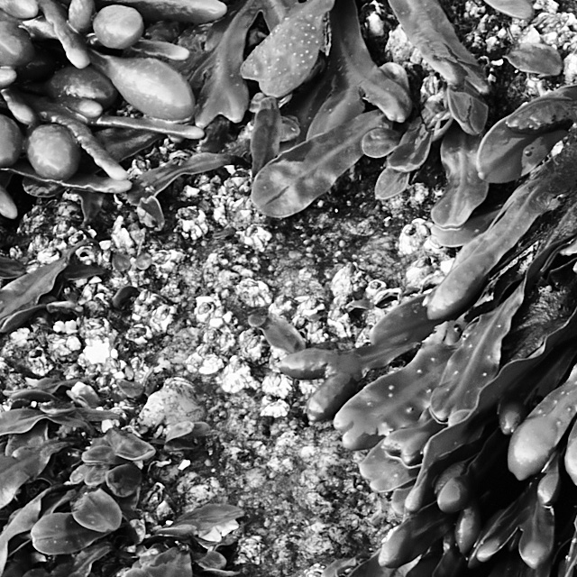 150 megapixels in black & white: See our first real-world Phase One XT ...