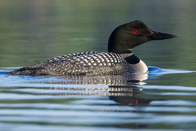 Canon R7 Hands-on Review: Is the APS-C EOS R7 among Canon’s best ...