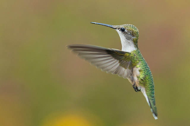 Canon R7 Hands-on Review: Is the APS-C EOS R7 among Canon’s best ...