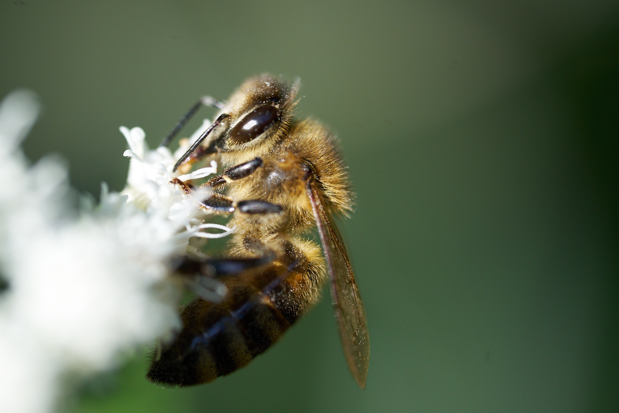 Hands on With Sony's FE 100mm F2.8 GM OSS Macro - Our New Favorite ...